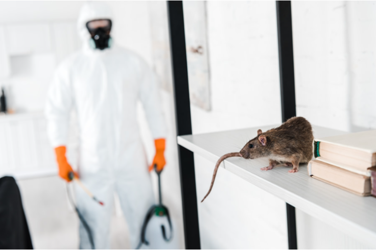 Commercial Pest Control: A Preventive Approach to Safer Workplaces